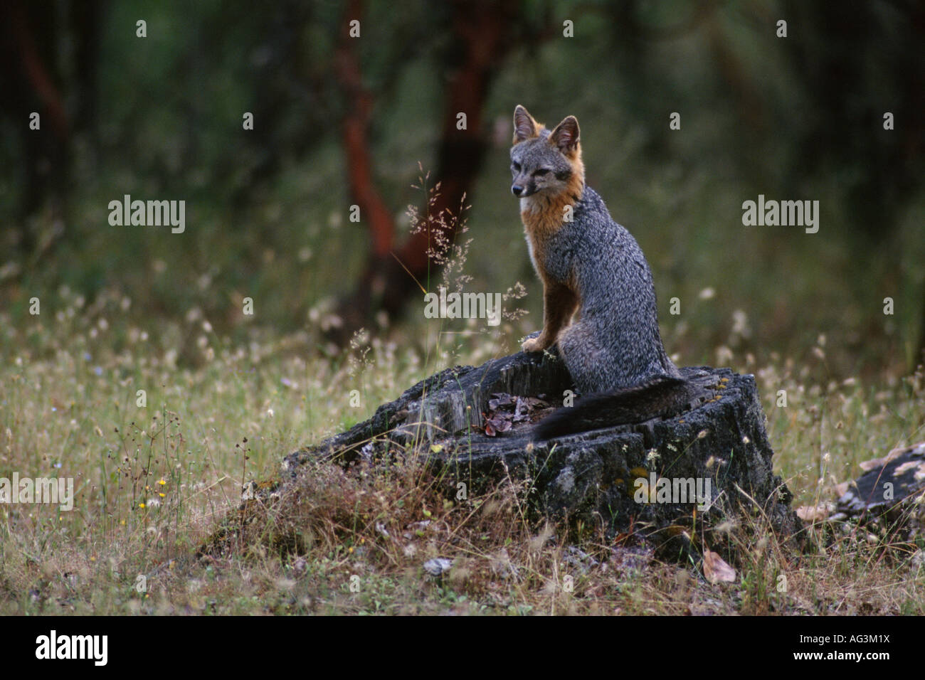 Gray fox (Urocyon cinereoargenteus), sitting, observing from top of old ...