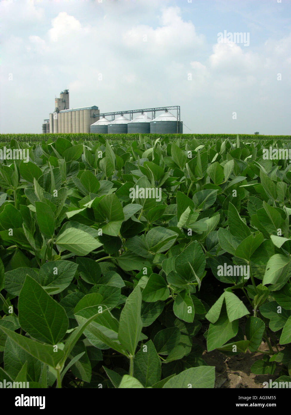 Variety of different corn growth test fields with grain elevator near ...