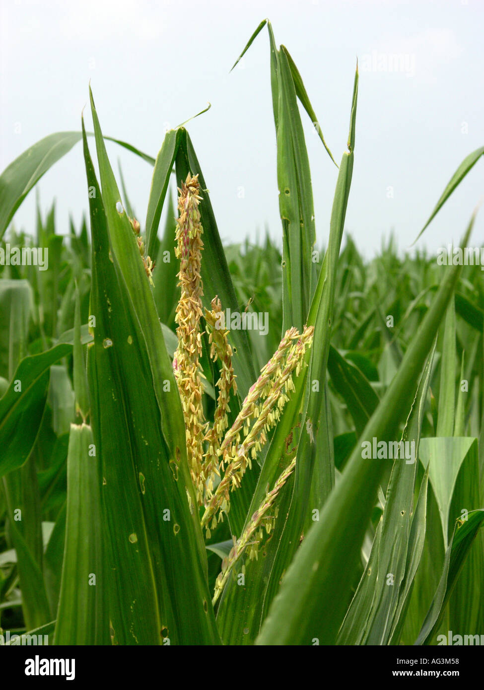 Variety of different corn growth test fields with grain elevator near ...