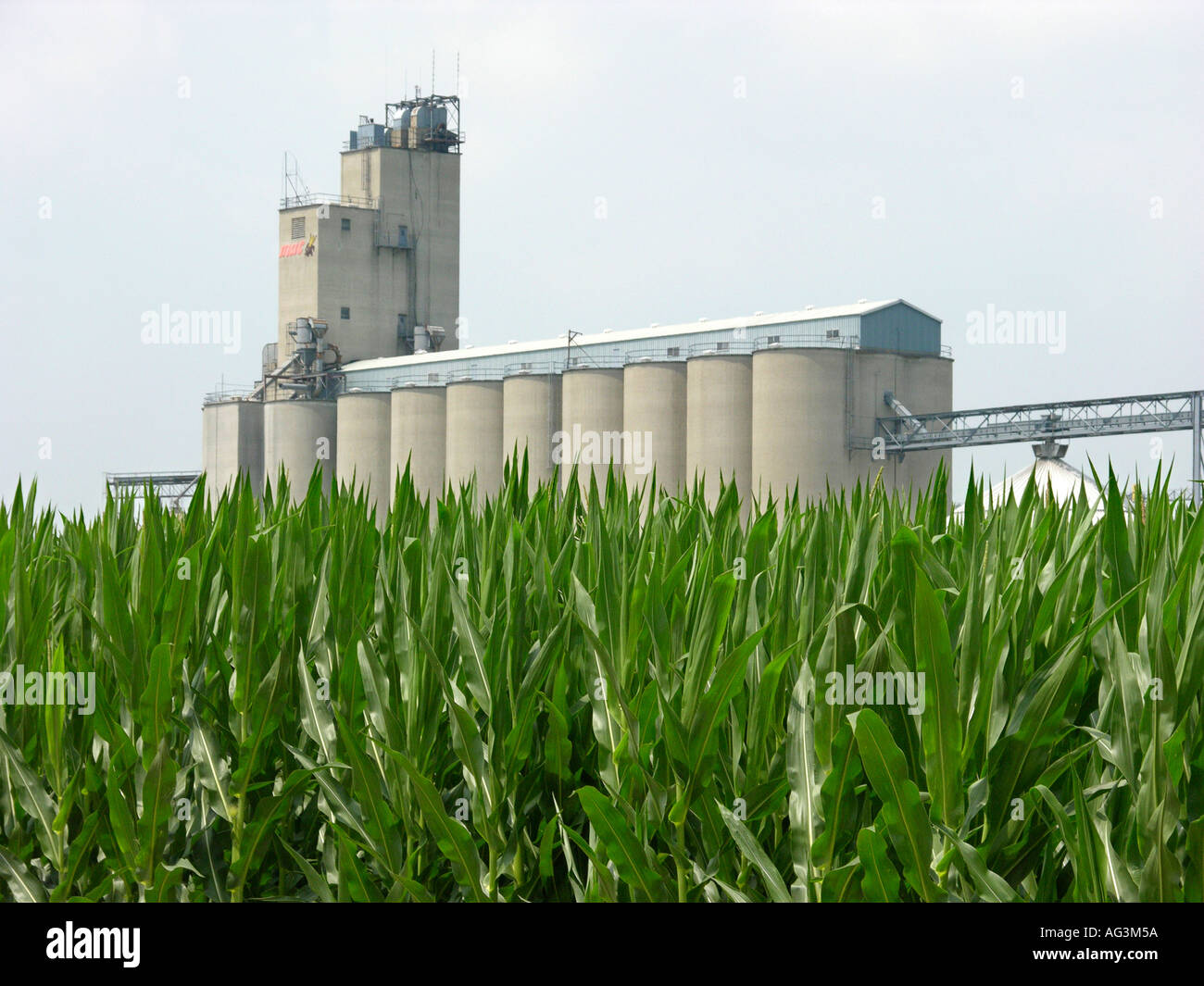 Variety of different corn growth test fields with grain elevator near ...