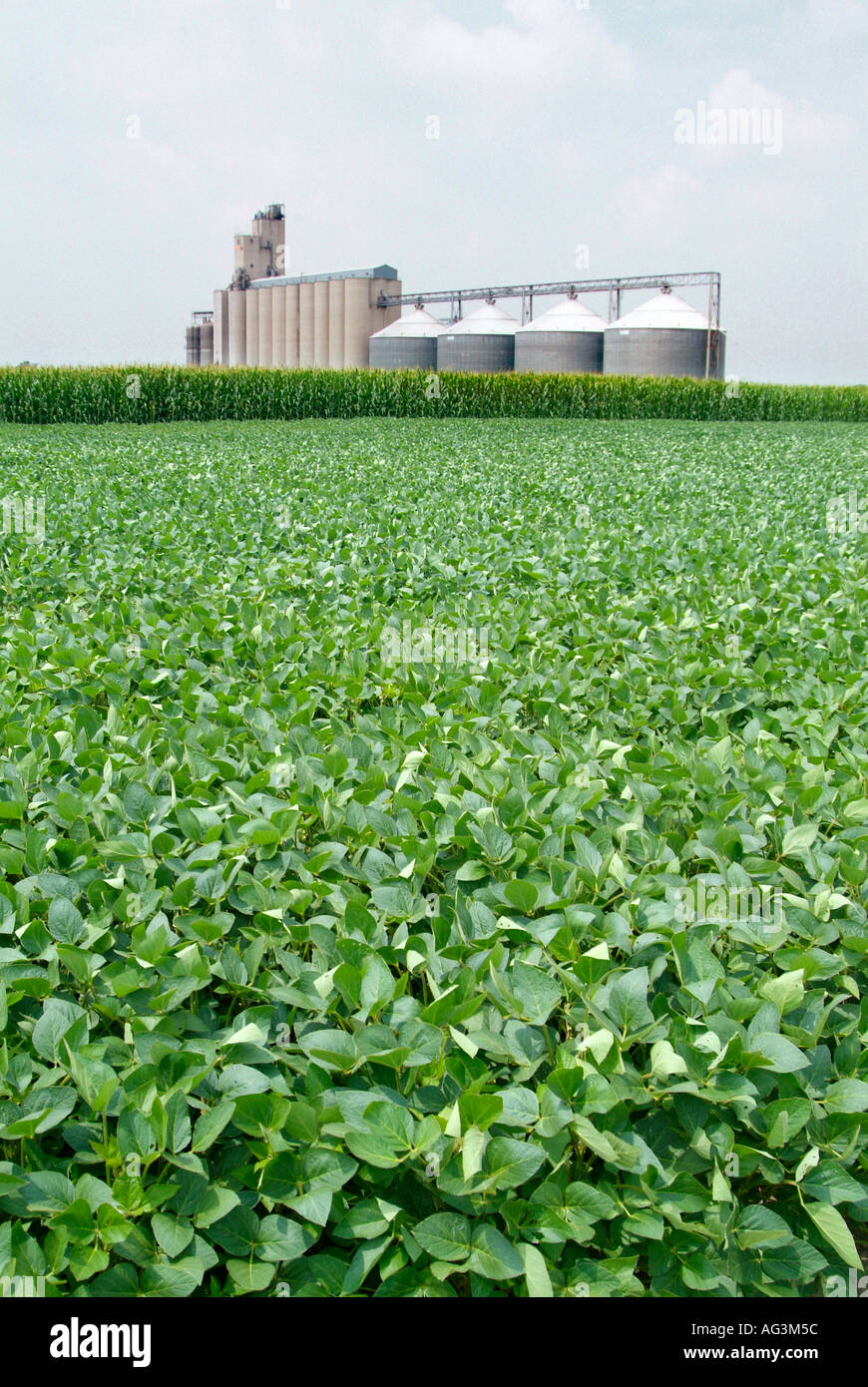 Variety of different corn growth test fields with grain elevator near ...