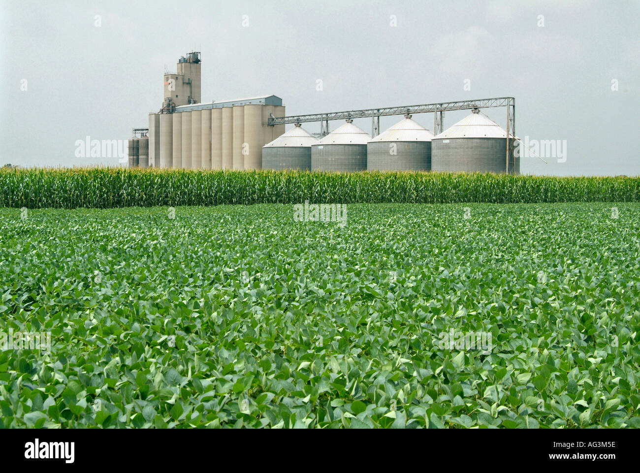 Variety of different corn growth test fields with grain elevator near ...