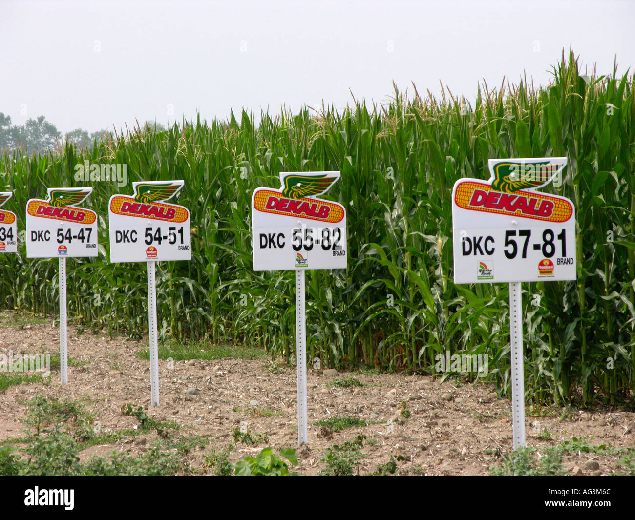 Variety of different corn growth test fields with grain elevator near ...