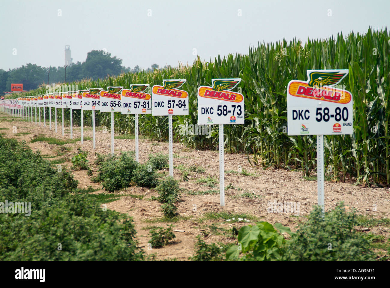 Variety of different corn growth test fields with grain elevator near ...