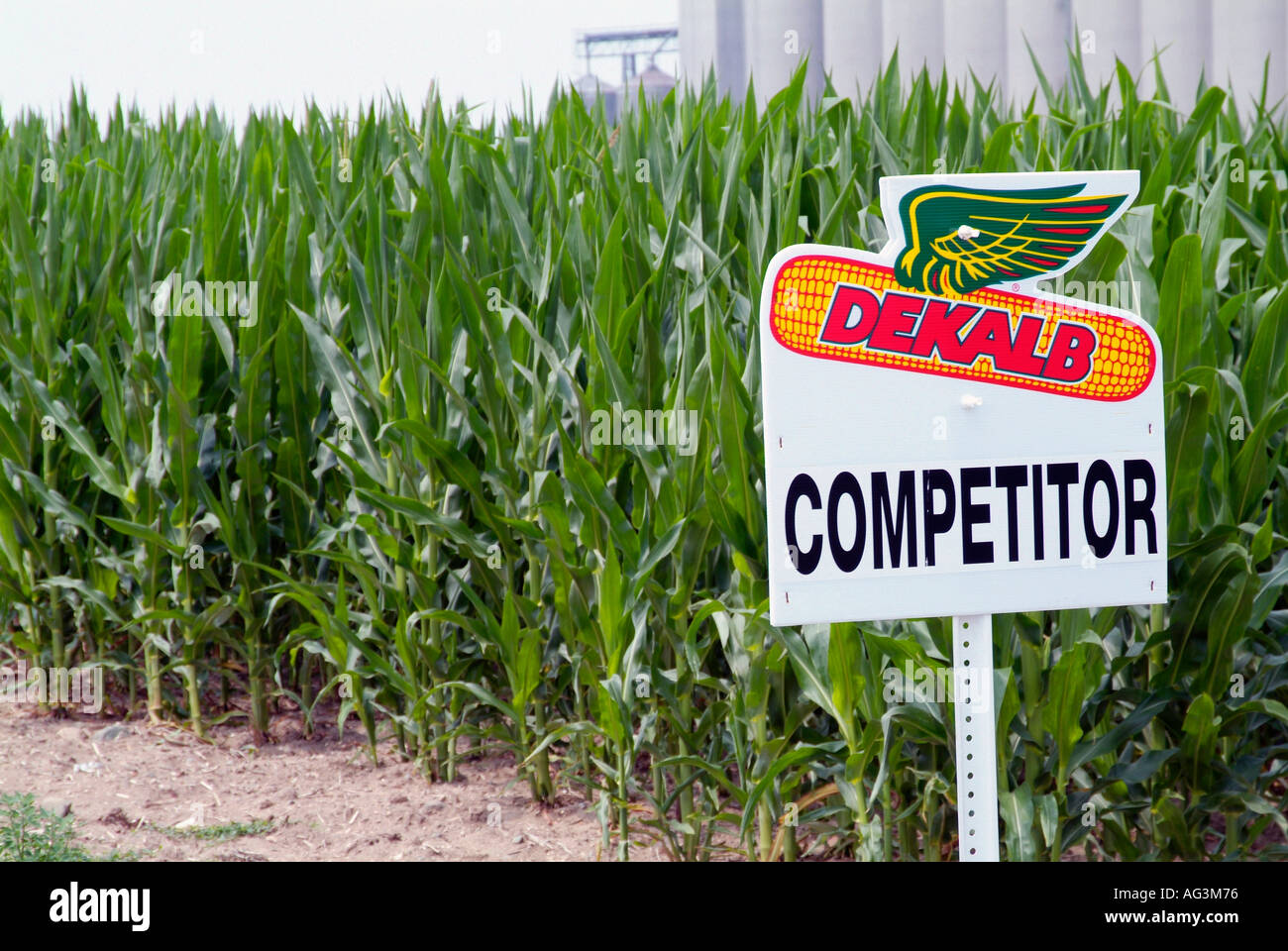 Variety of different corn growth test fields with grain elevator near ...