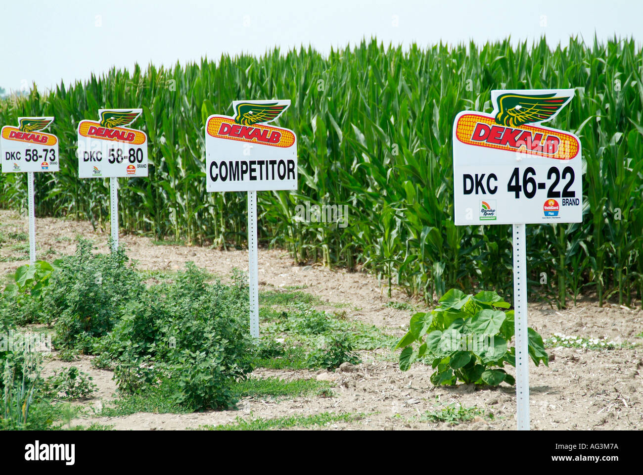 Variety of different corn growth test fields with grain elevator near ...