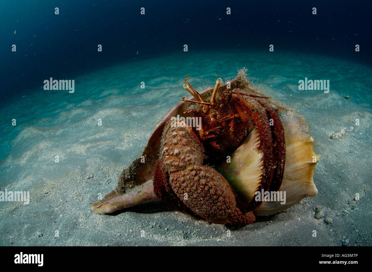 Giant Hermit Crab Pathfinder