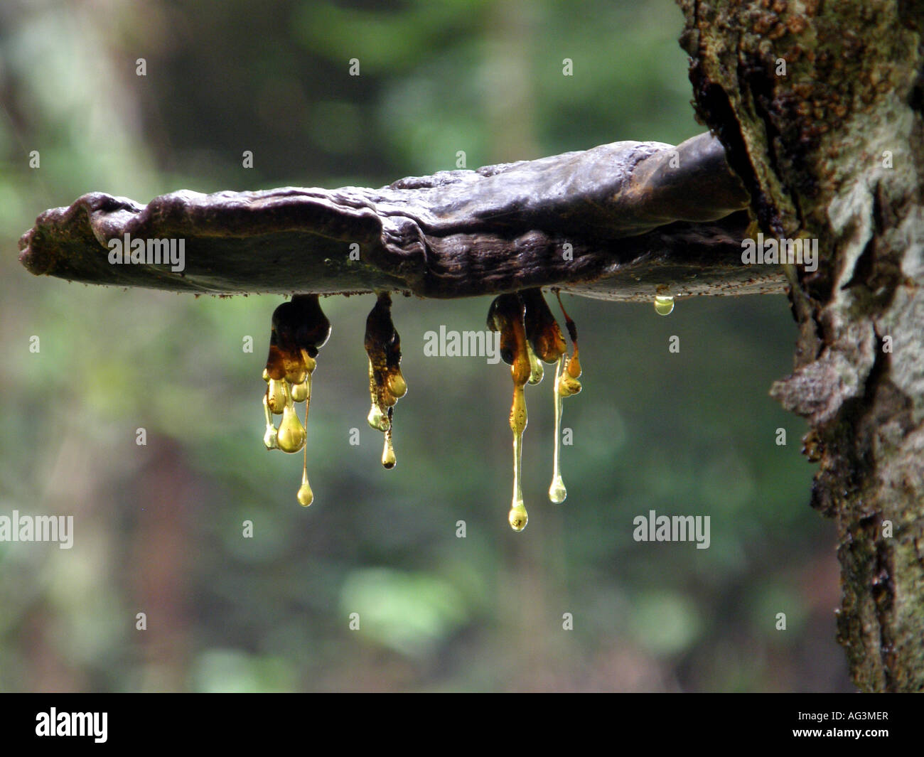 light shining through golden gelatinous drips hanging from rainforest ...