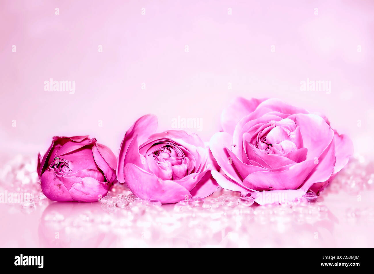 Alignment of three pink roses Stock Photo - Alamy