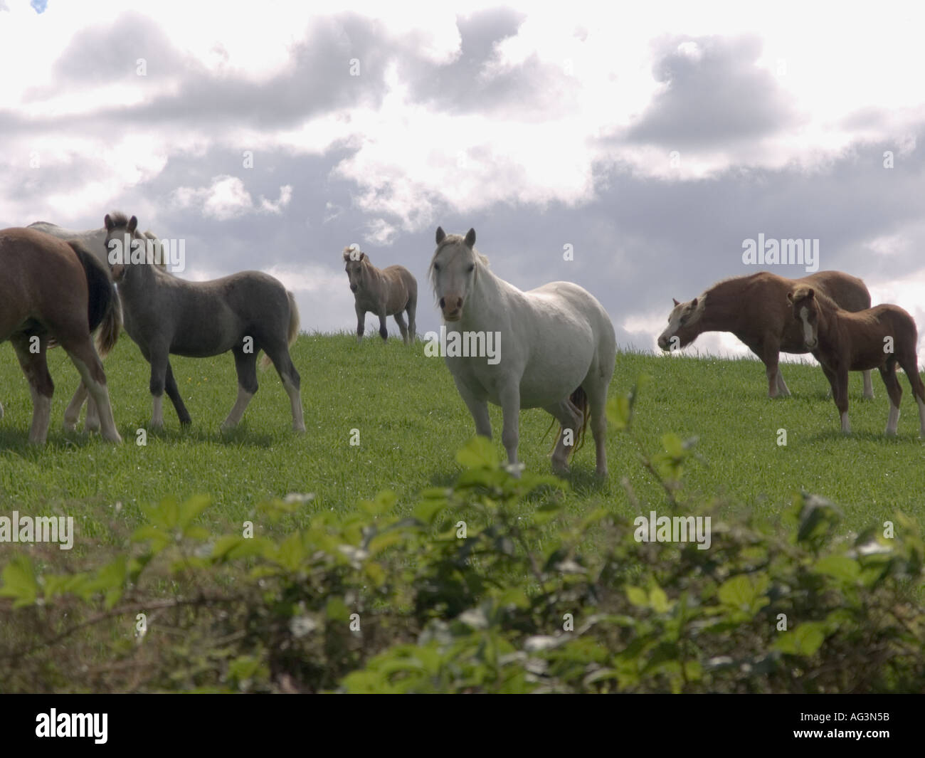 Breeding horses hi-res stock photography and images - Alamy