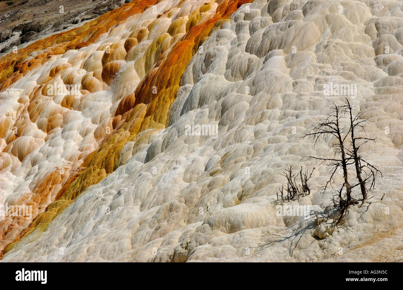 Detail of Lower Palette Spring Mammoth Hot Springs Yellowstone National ...
