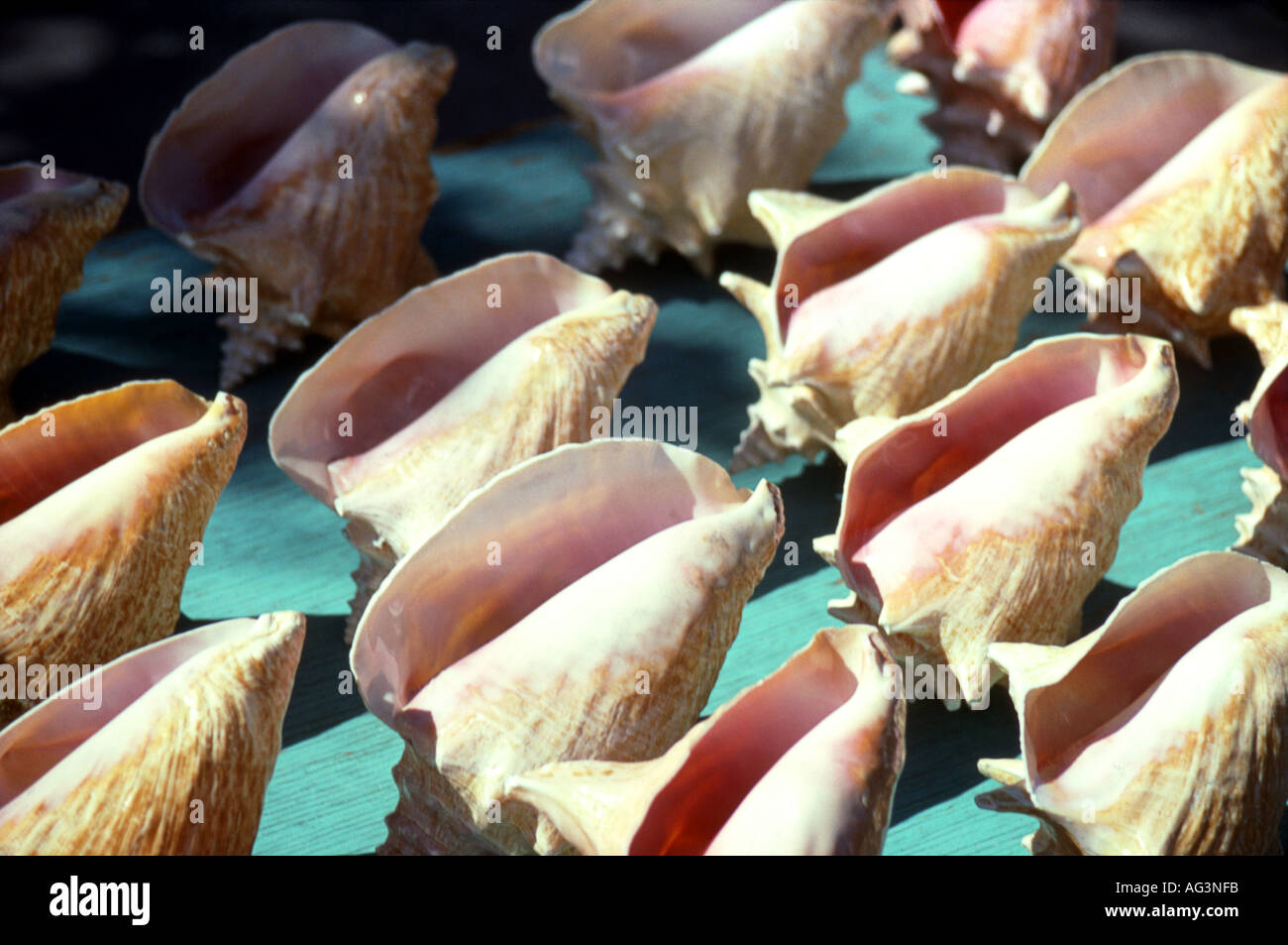 Sea Shells at Outdoor Market Stock Photo - Alamy