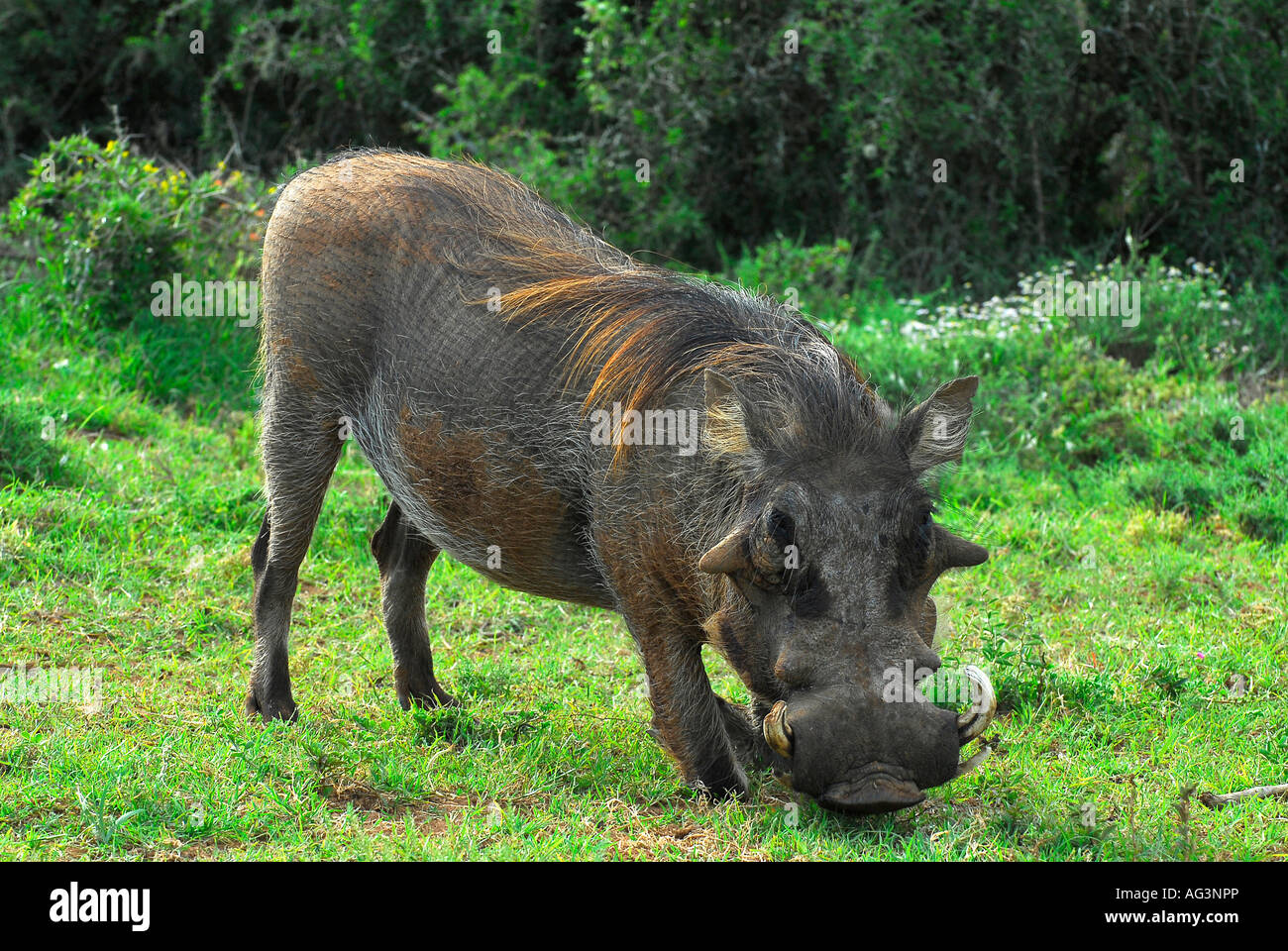 Warthog grazing on green hi-res stock photography and images - Alamy