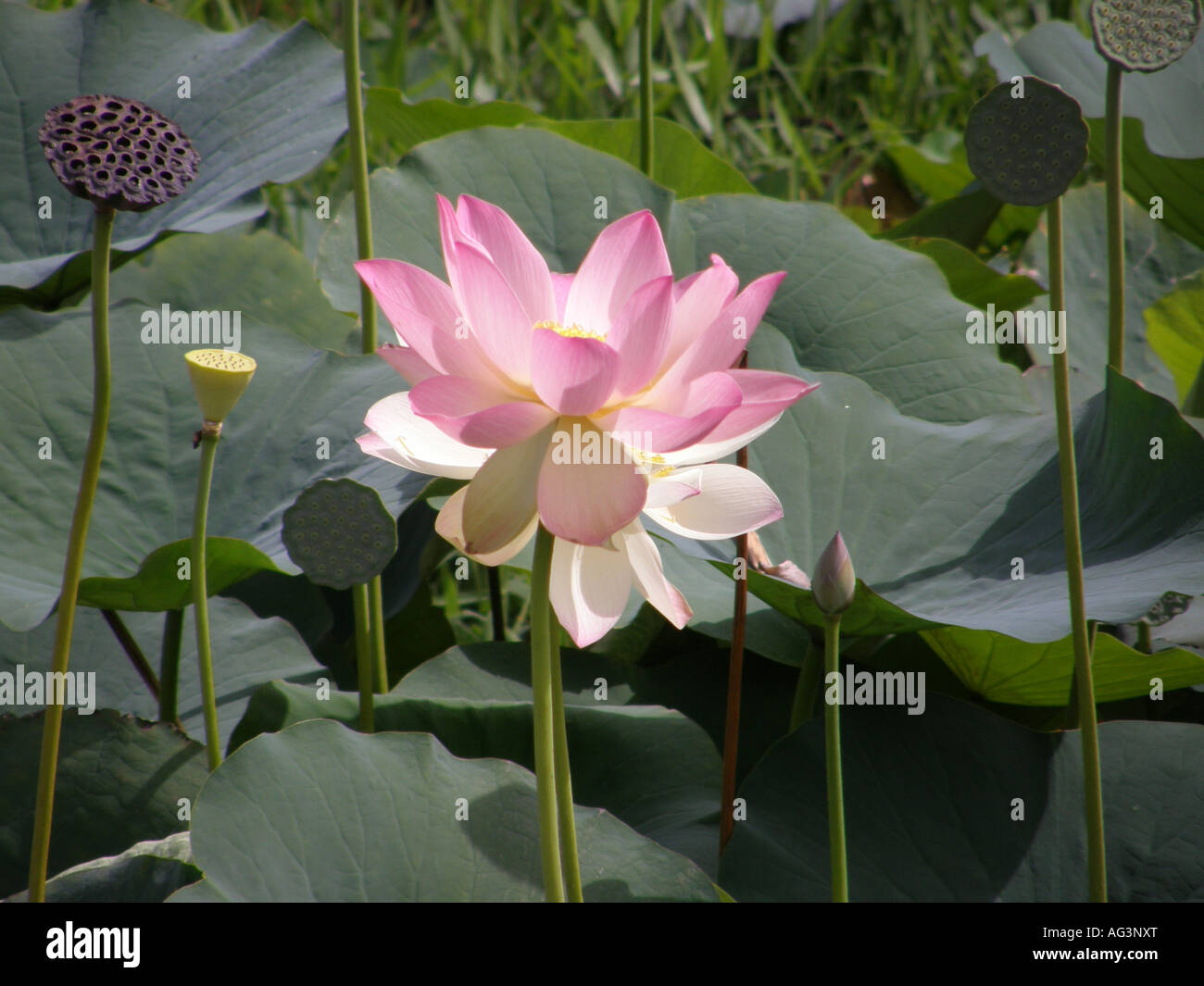 Nelumbo nucifera, also known as Indian lotus showing full cycle of bud ...
