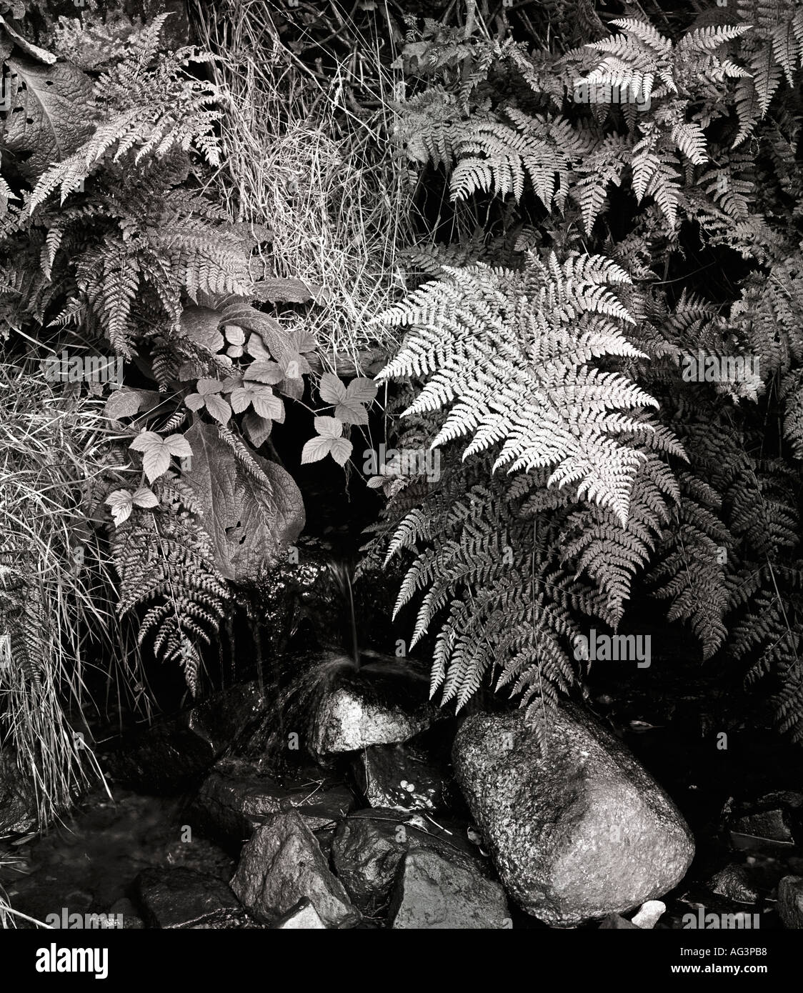 Cheshire Alderley Edge fresh clean spring water flowing through ferns ...