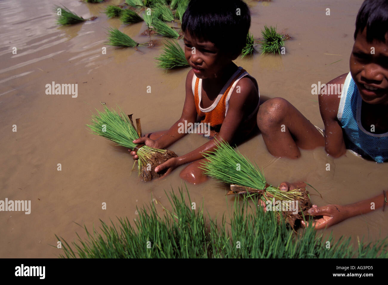 PHILIPPINES Poor children labour in the rice paddies with their parents ...