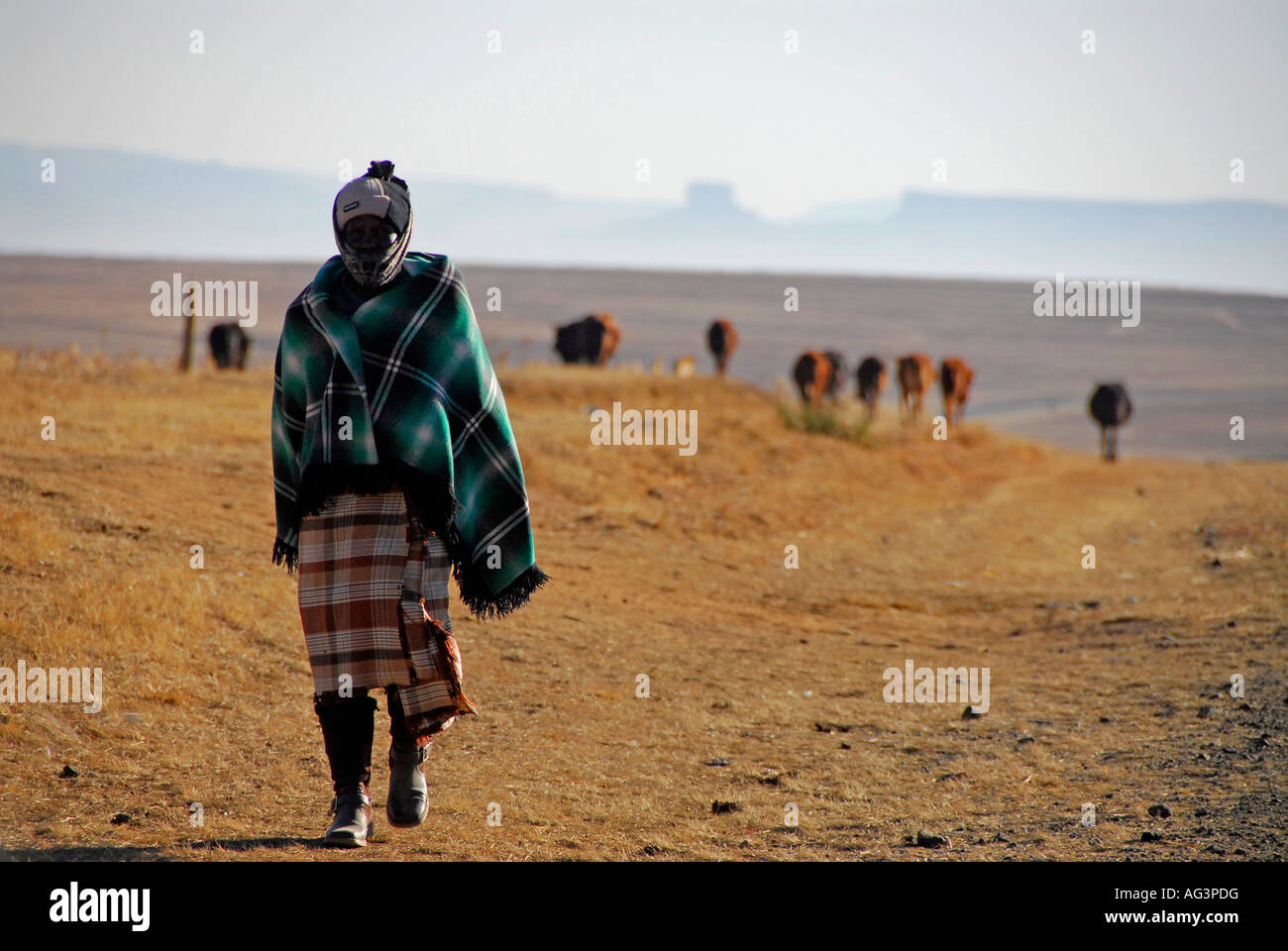Lesotho basotho cattle hi-res stock photography and images - Alamy