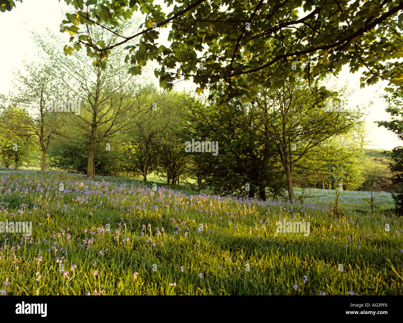 Poynton cheshire hi-res stock photography and images - Alamy