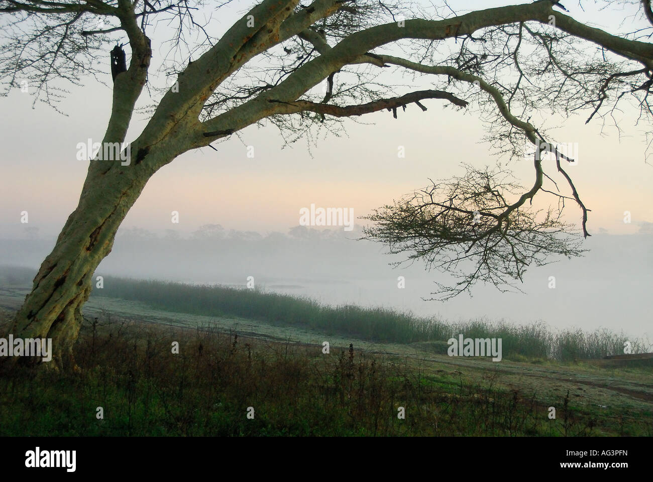 Fever tree in the mist, Ndumu, Kwazulu Natal, South Africa, with ...