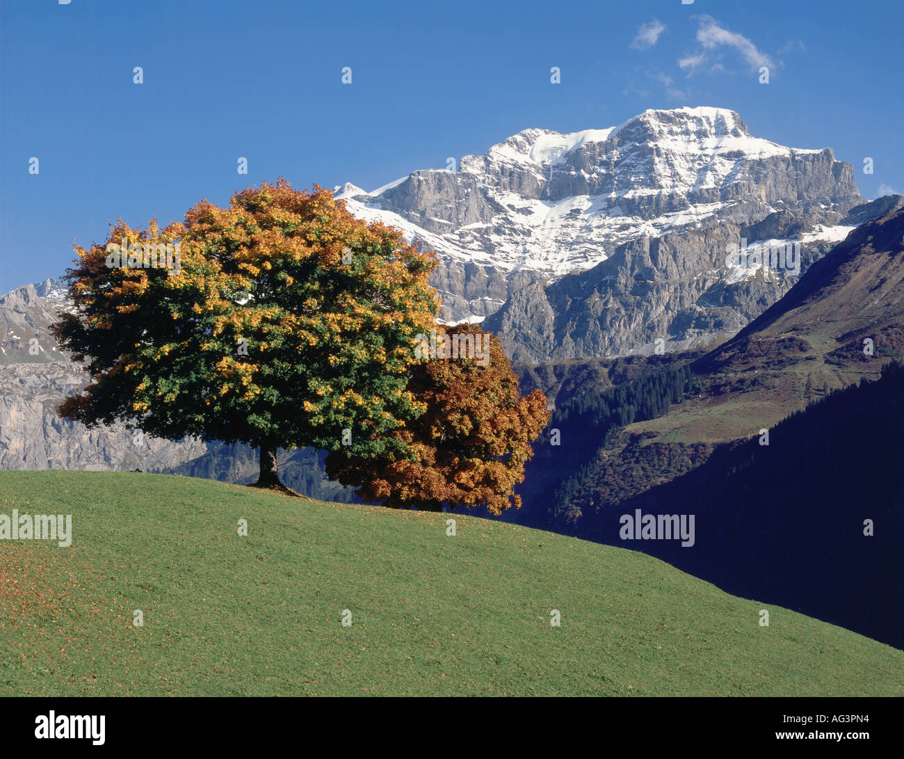 geography/travel, Switzerland, Valais, landscapes, maple in front of ...