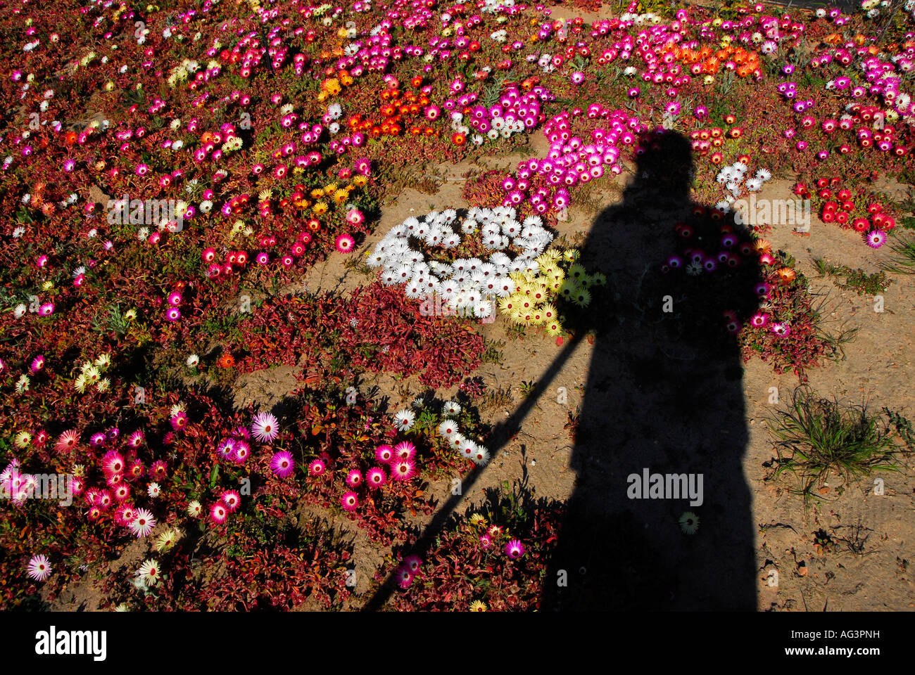 Shadow of photographer falling on patch of stunning bokbaai vygies, an ...