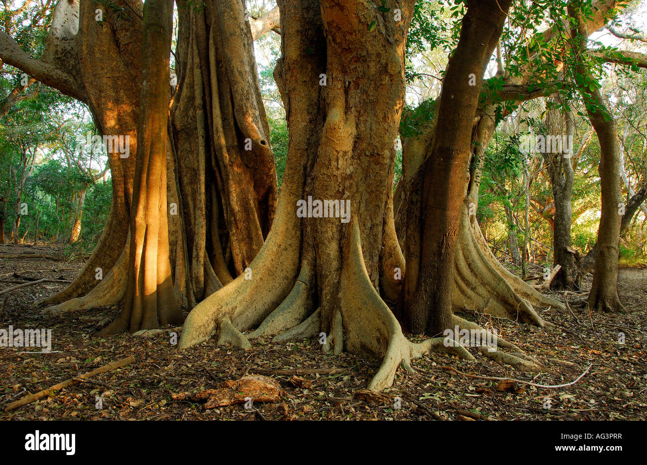 Sycamore fig hi-res stock photography and images - Alamy