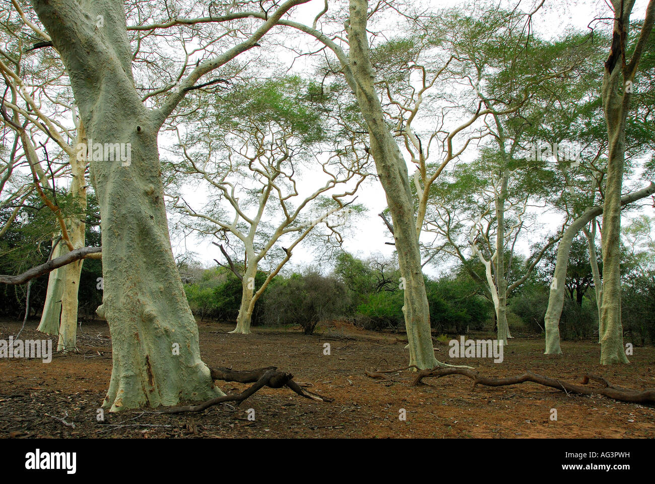 Ndumu reserve hi-res stock photography and images - Alamy