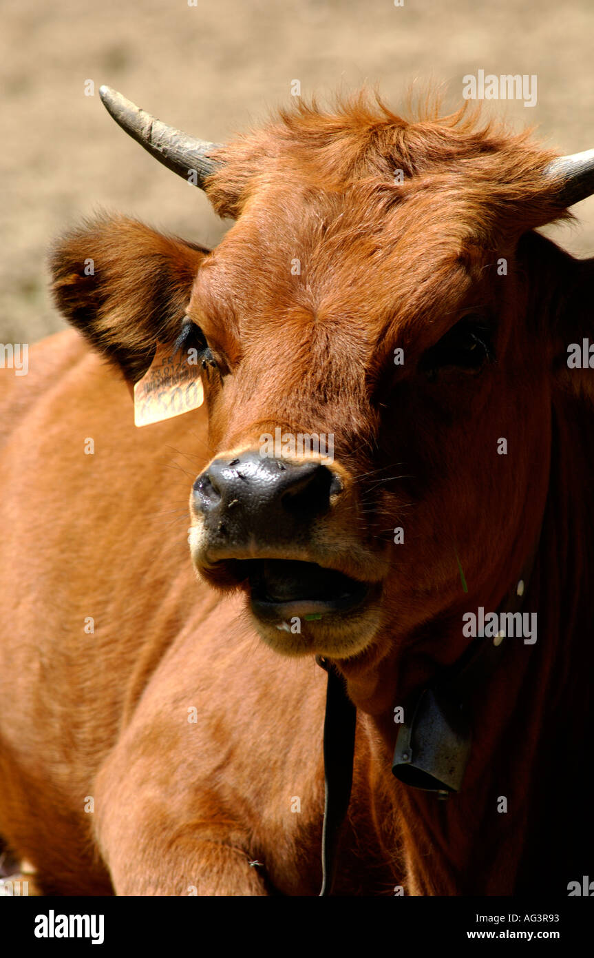 Tarentaise cow hi-res stock photography and images - Alamy