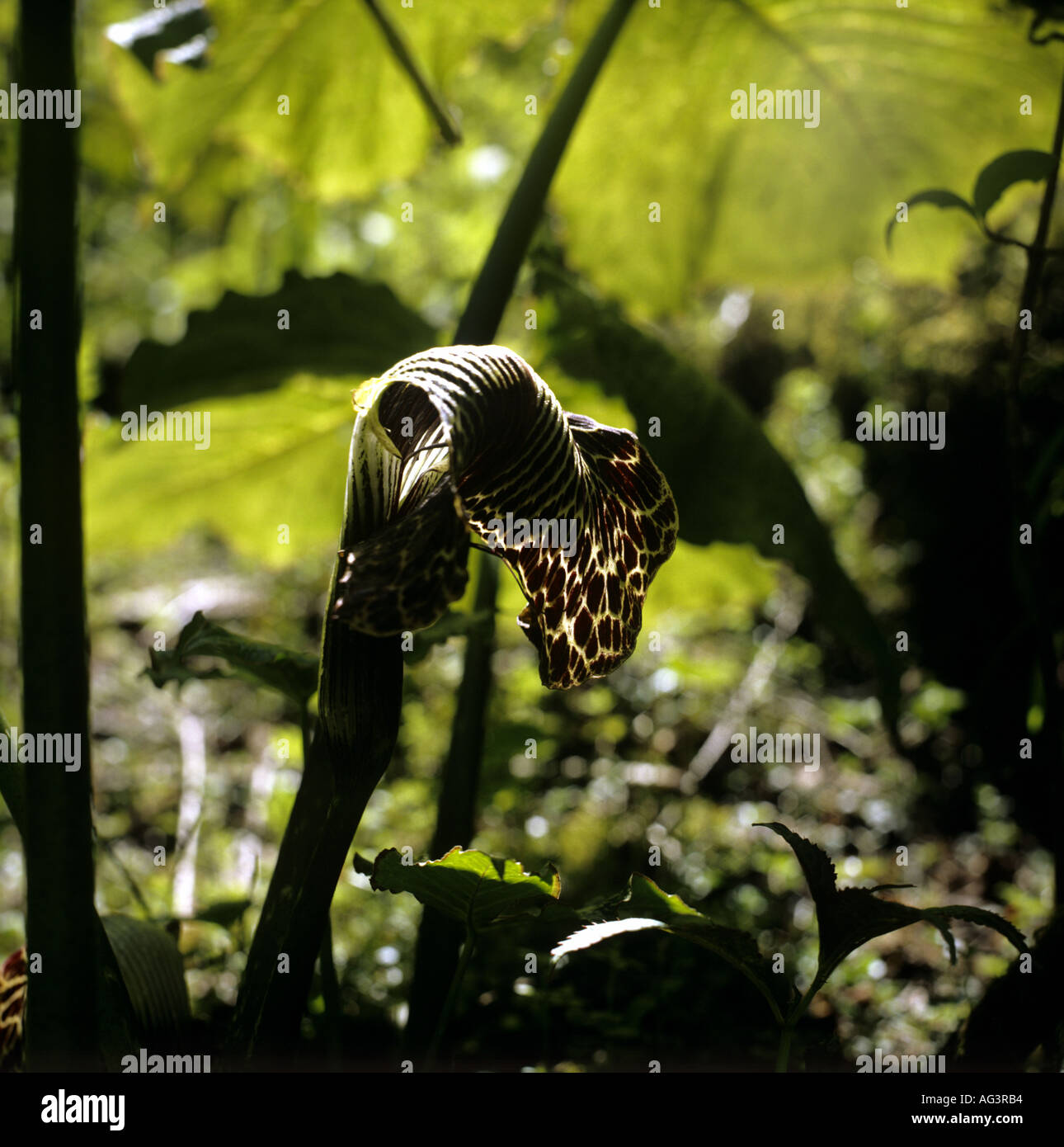 Orchid in Jungle on the Myagdi Valley Nepal Himalaya Asia Stock Photo ...