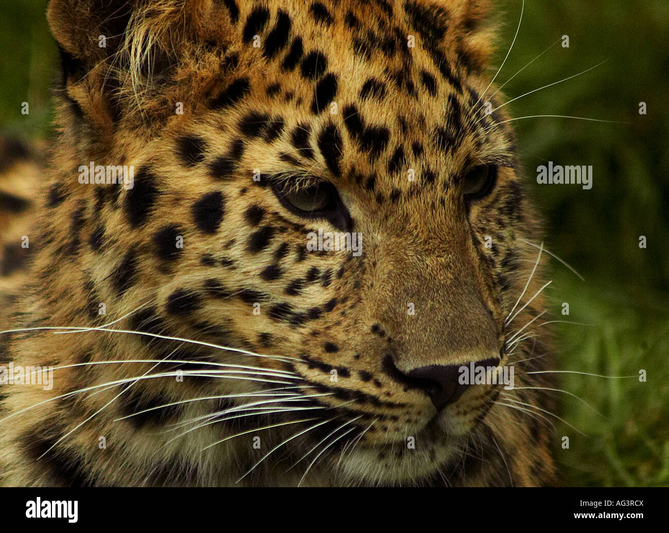Leopardo africa hi-res stock photography and images - Alamy