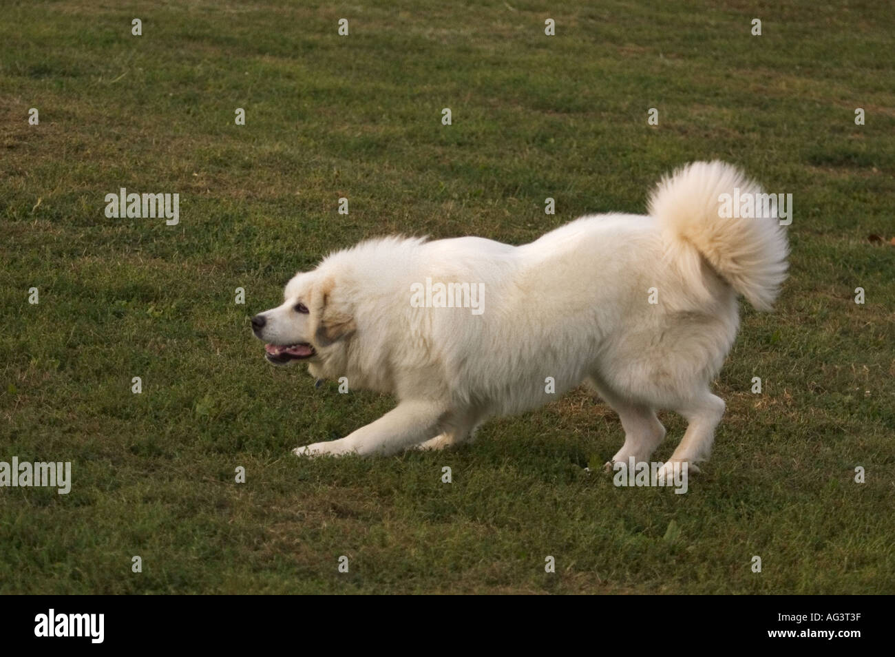 Great Pyrenees Signaling Willingness To Play With Body Language ...