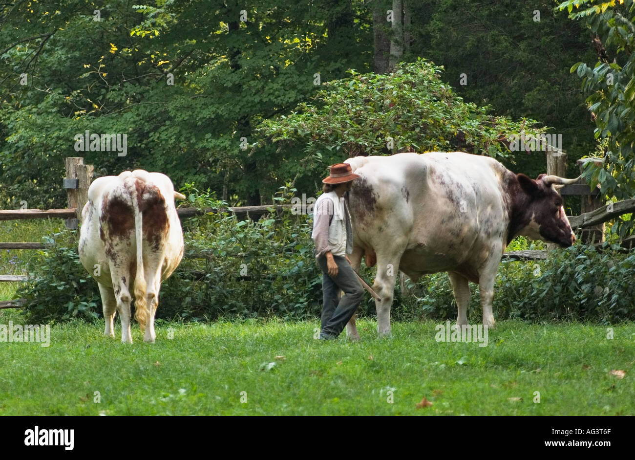 Milking Shorthorn or Durham Steers Drover The Home Place Land Between ...