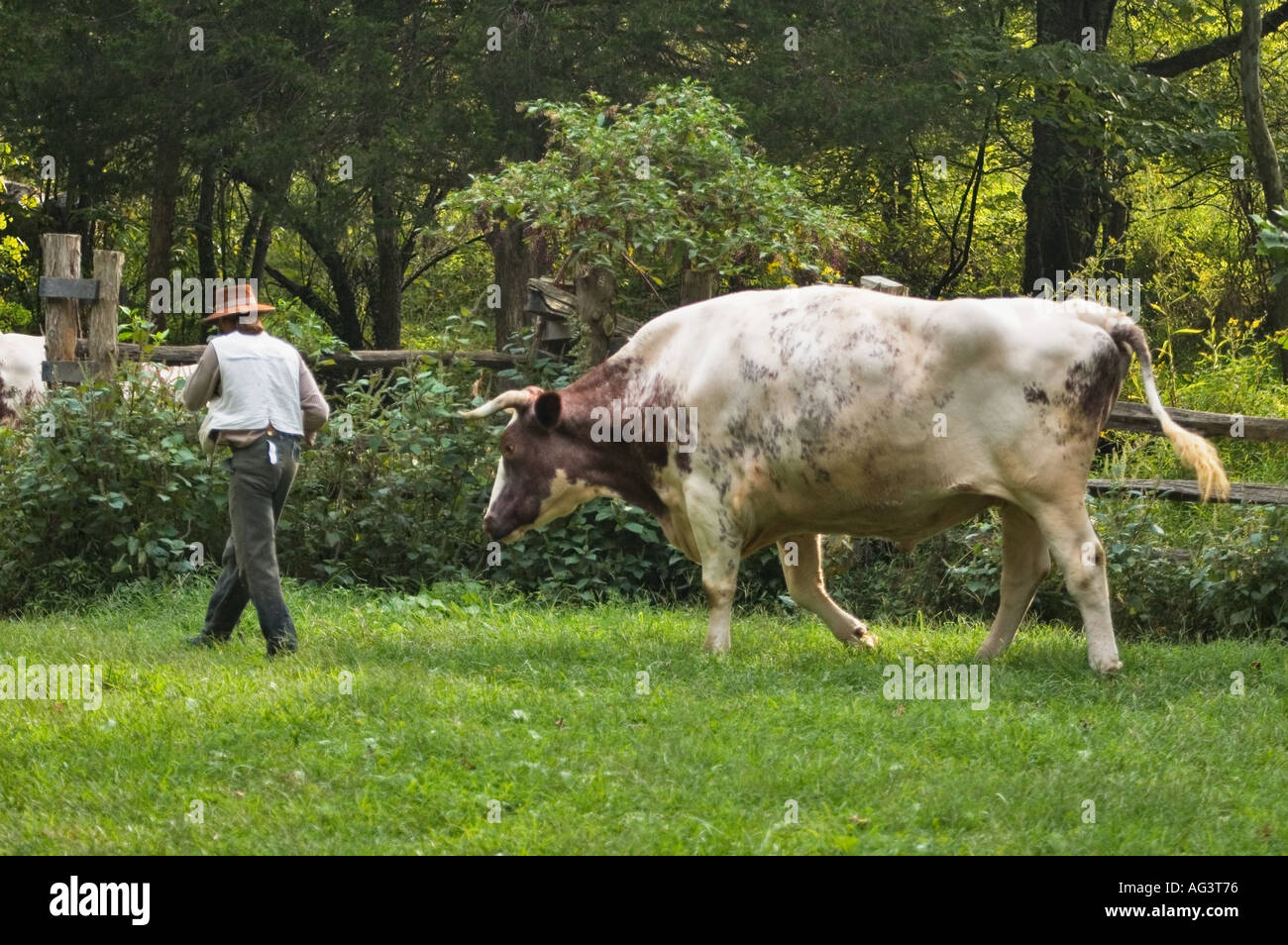 Durham shorthorn cattle hi-res stock photography and images - Alamy