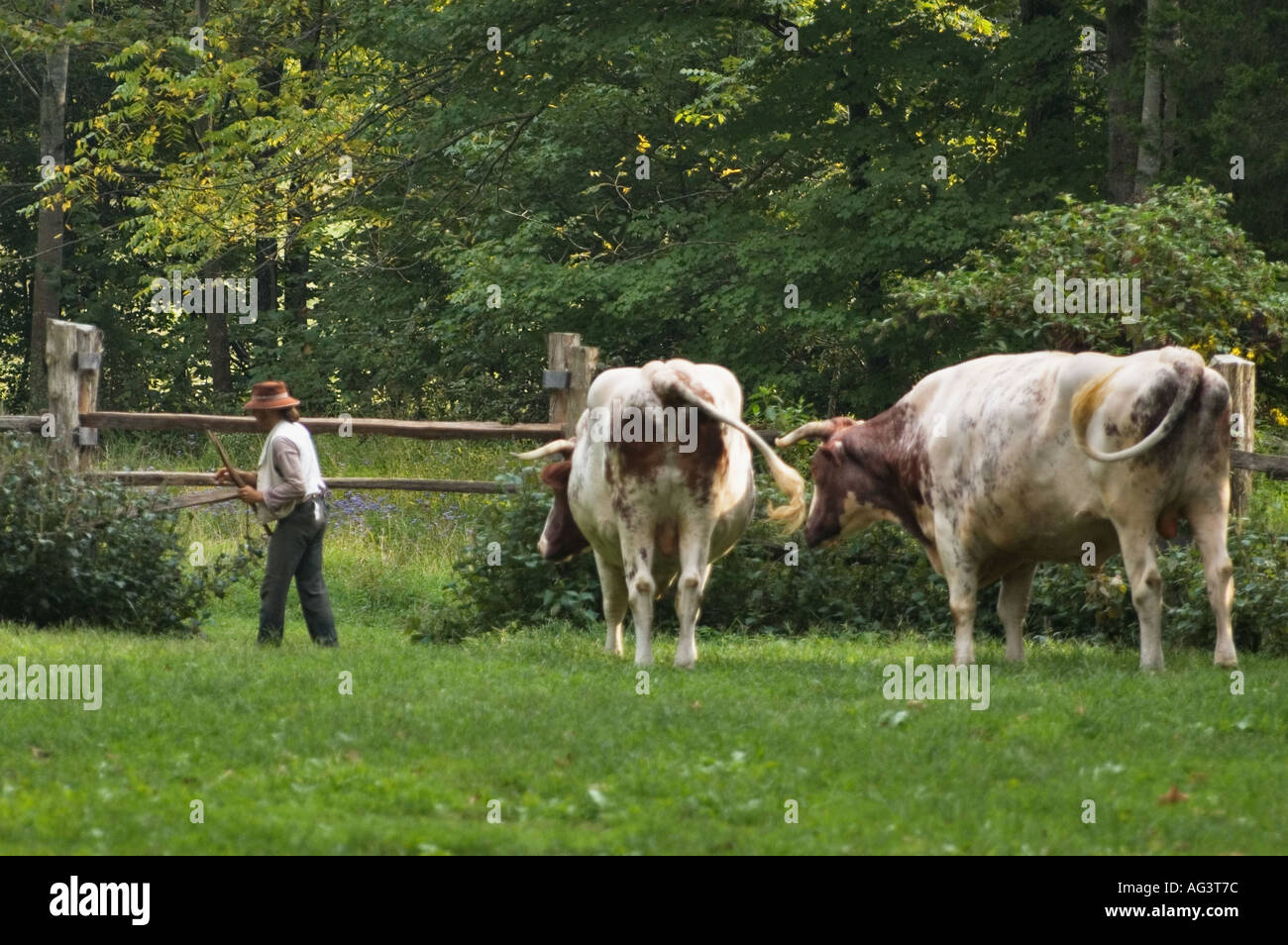 Durham shorthorn cattle hi-res stock photography and images - Alamy