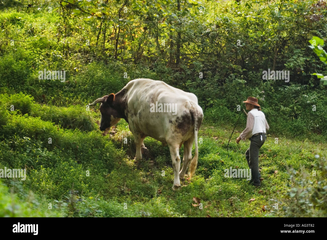 Milking Shorthorn or Durham Steers Drover The Home Place Land Between ...