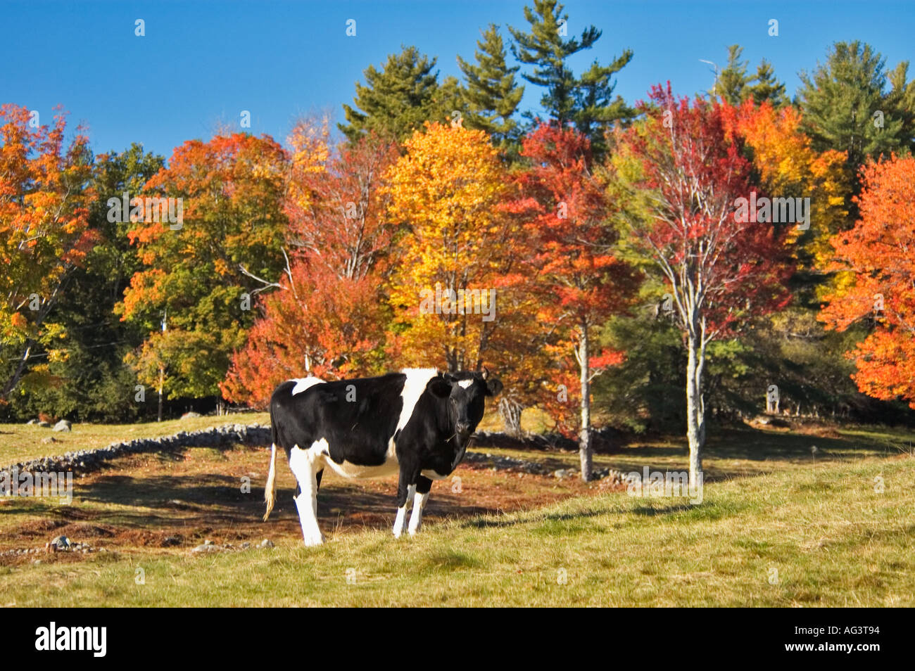 Holstein In New England Pasture Remick Country Doctor Museum Farm ...