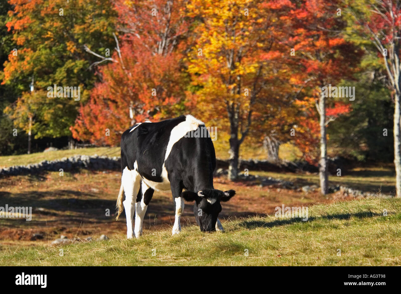 Holstein Grazing In New England Pasture Remick Country Doctor Museum ...