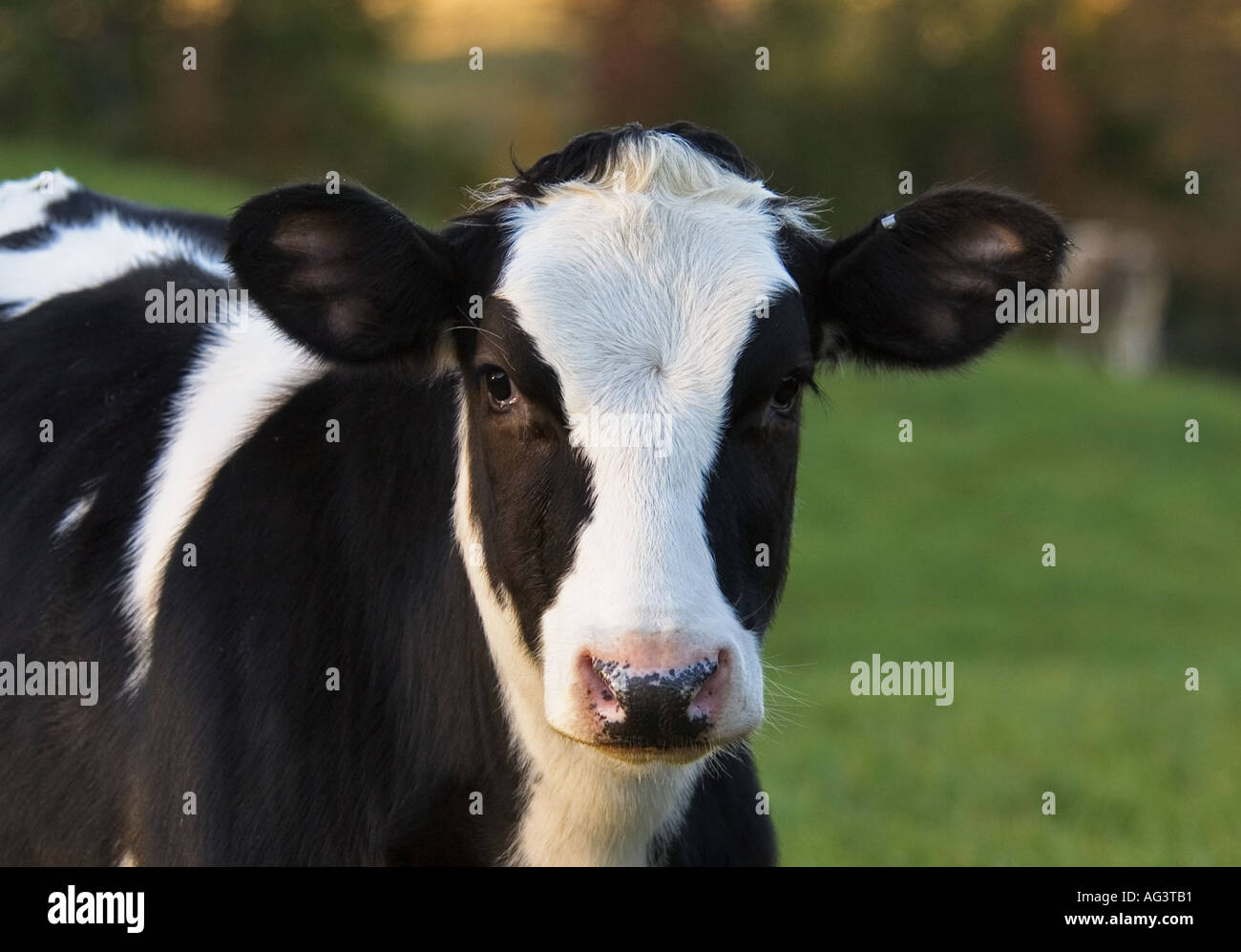 New holstein hi-res stock photography and images - Alamy