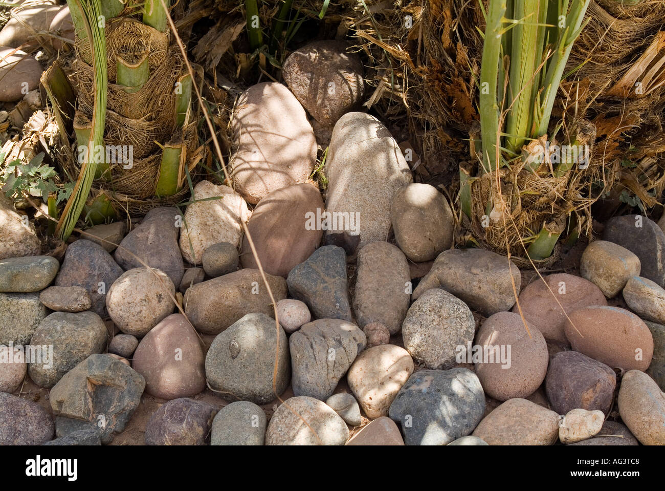 Marrakesh Morocco, large pebble stones at bottom of Palm tree Stock ...