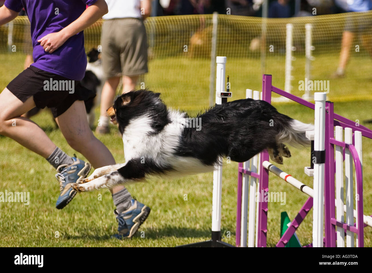 Shetland Sheepdog With Handler Jumping Obstacle On Agility Course ...