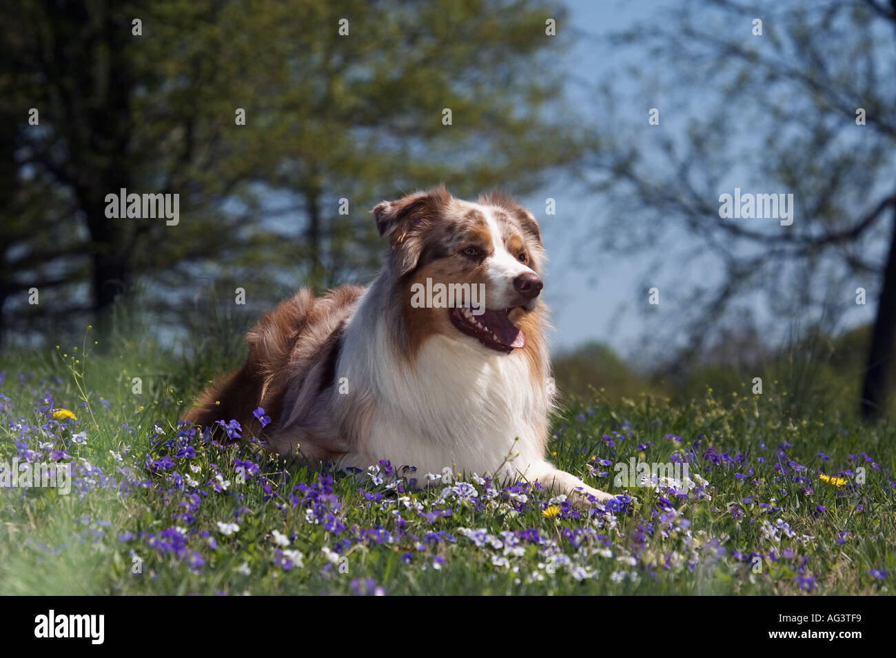 Australian shepherd dog spring hi-res stock photography and images - Alamy