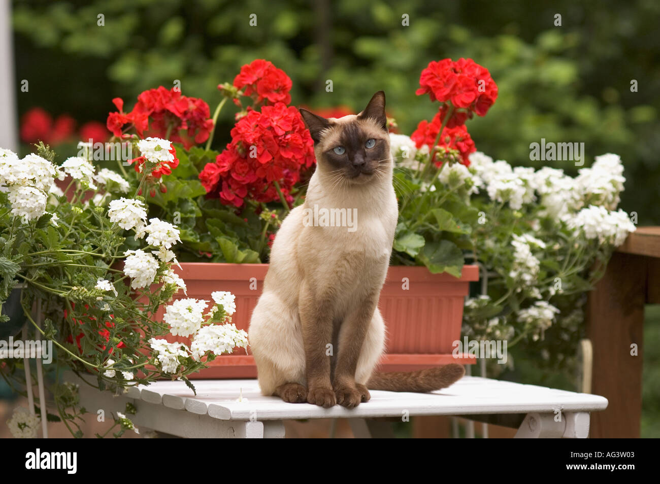 Siamese Cat Sitting On Table In Flower Garden Southern Indiana Stock ...