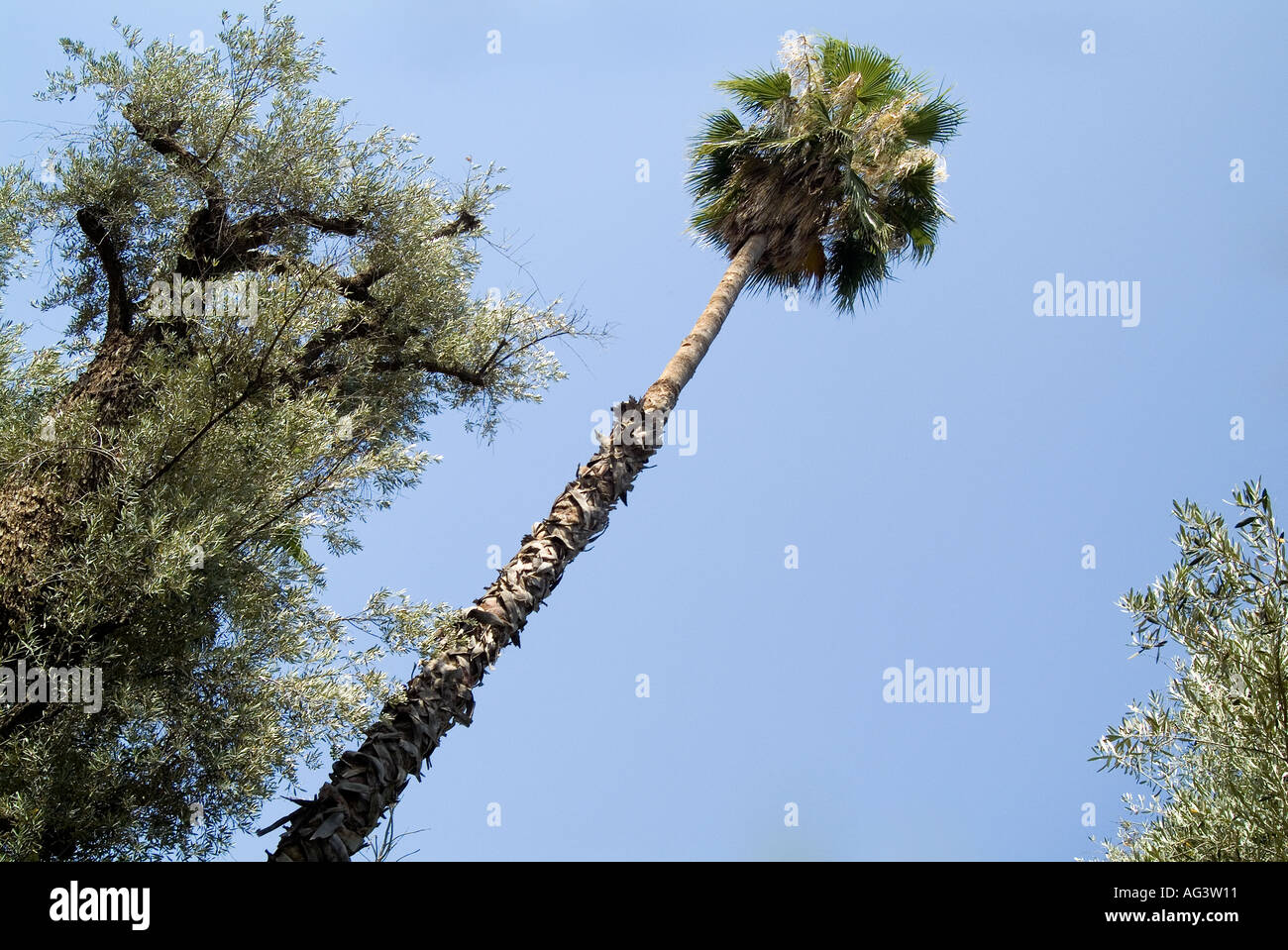 Marrakesh, Morocco. Palm tree in La Mamounia Hotel garden Stock Photo ...