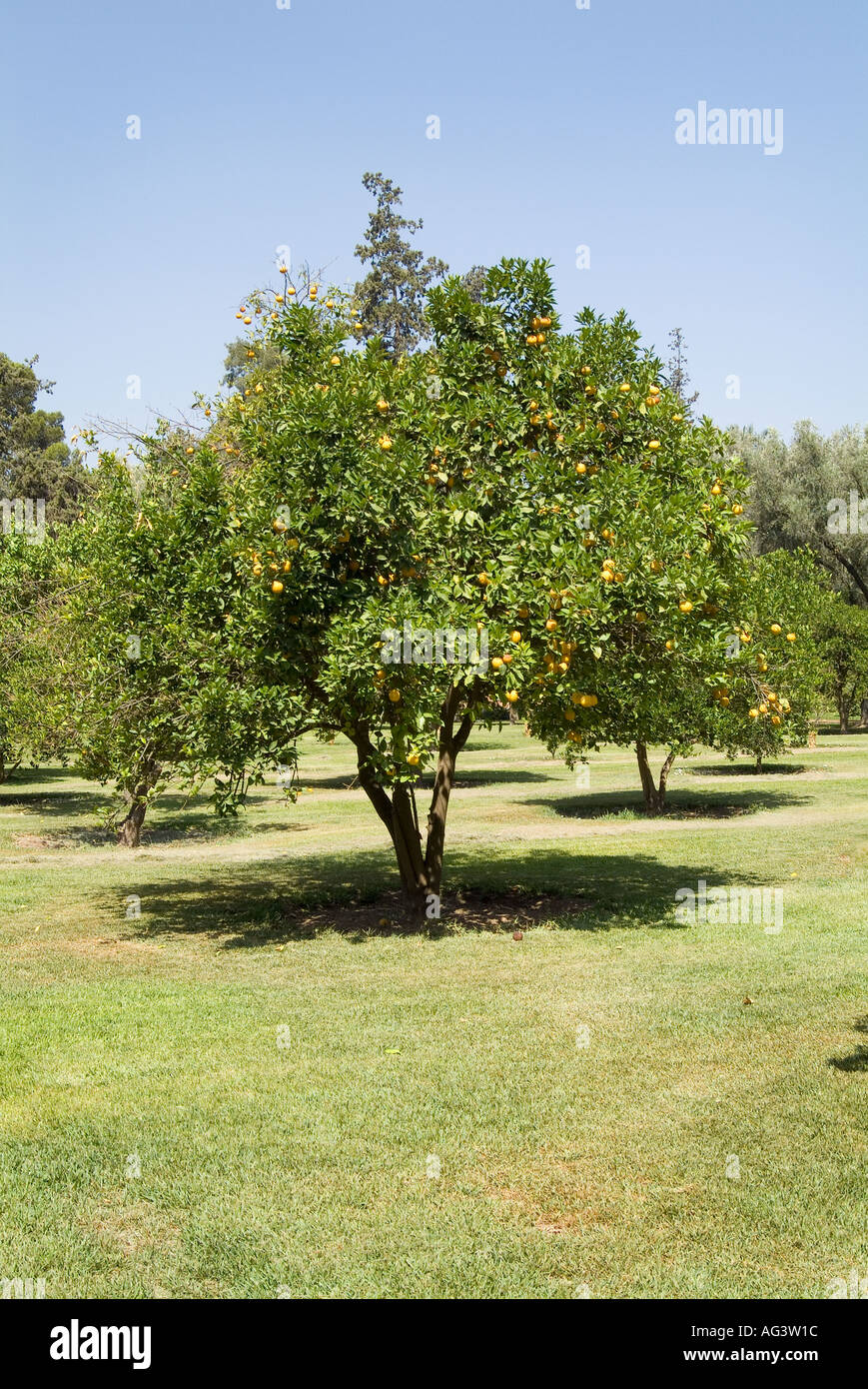 Marrakesh, Morocco. Olive tree in sunshine Stock Photo - Alamy