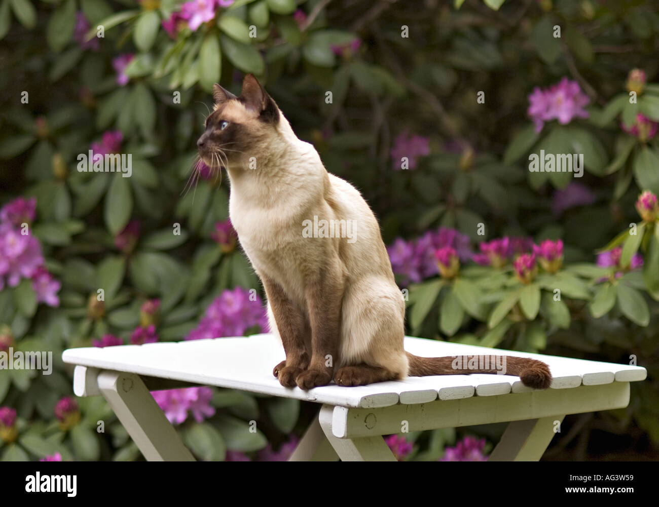 Siamese Cat In Garden Stock Photo - Alamy
