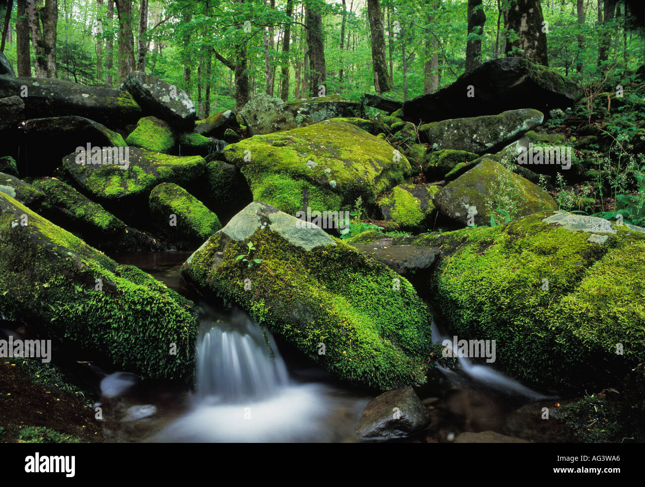 Small Cascade Amid Moss Covered Boulders Great Smoky Mountains National ...