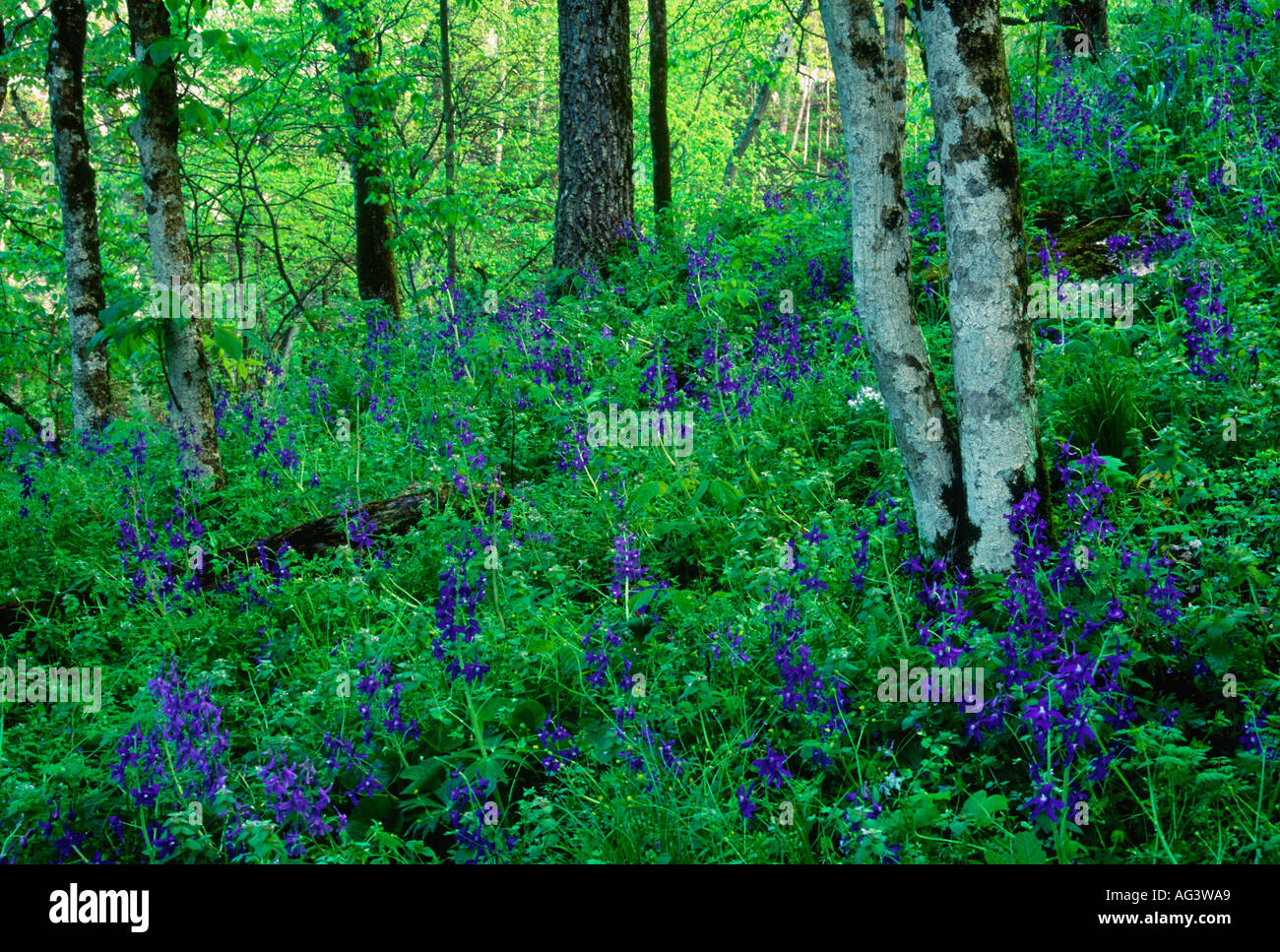 Spring Larkspur Delphinium tricorne Buckeye Trees in Spring Woods Along ...