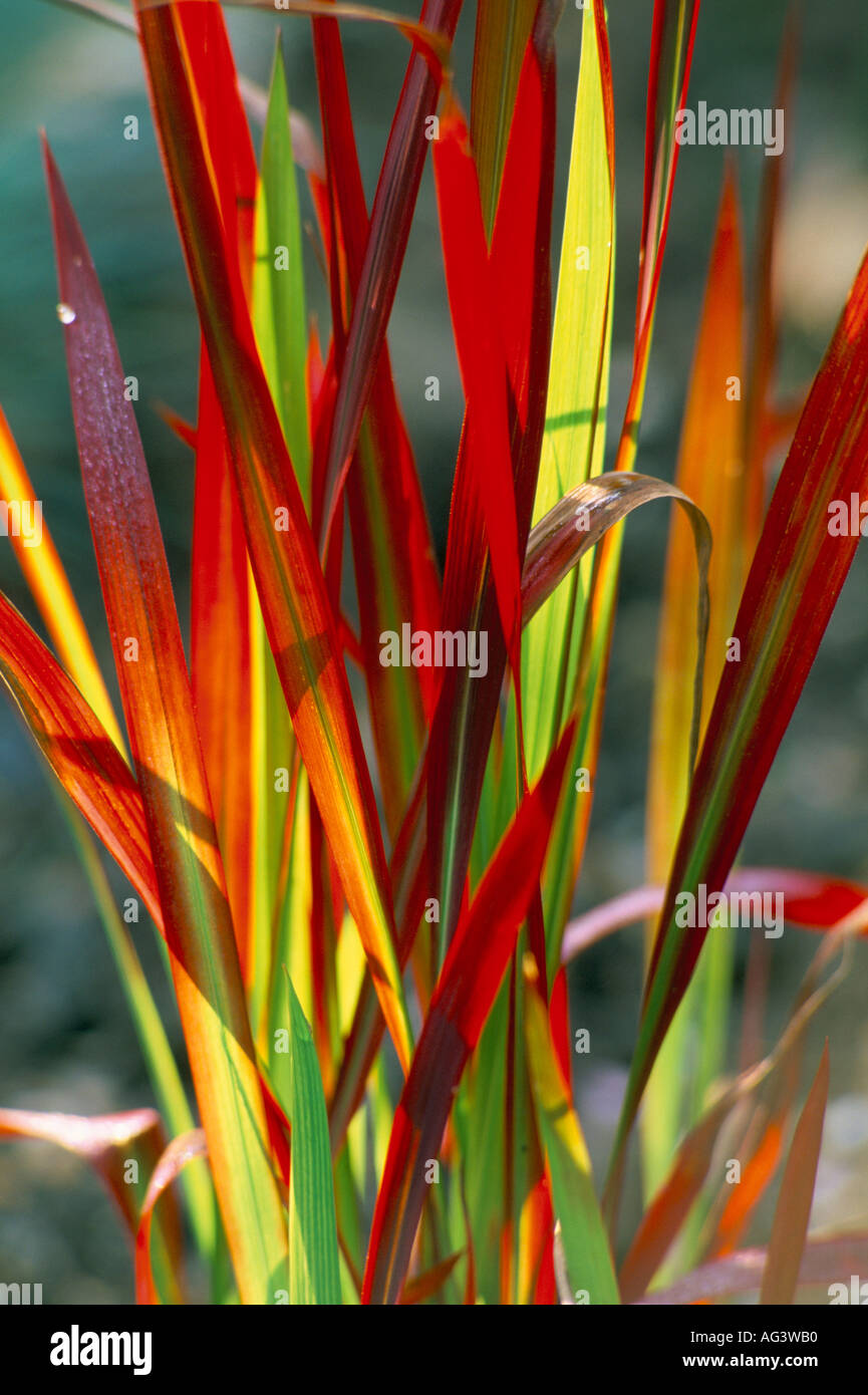 Imperata cylindrica Rubra Japanese Blood Grass Stock Photo - Alamy