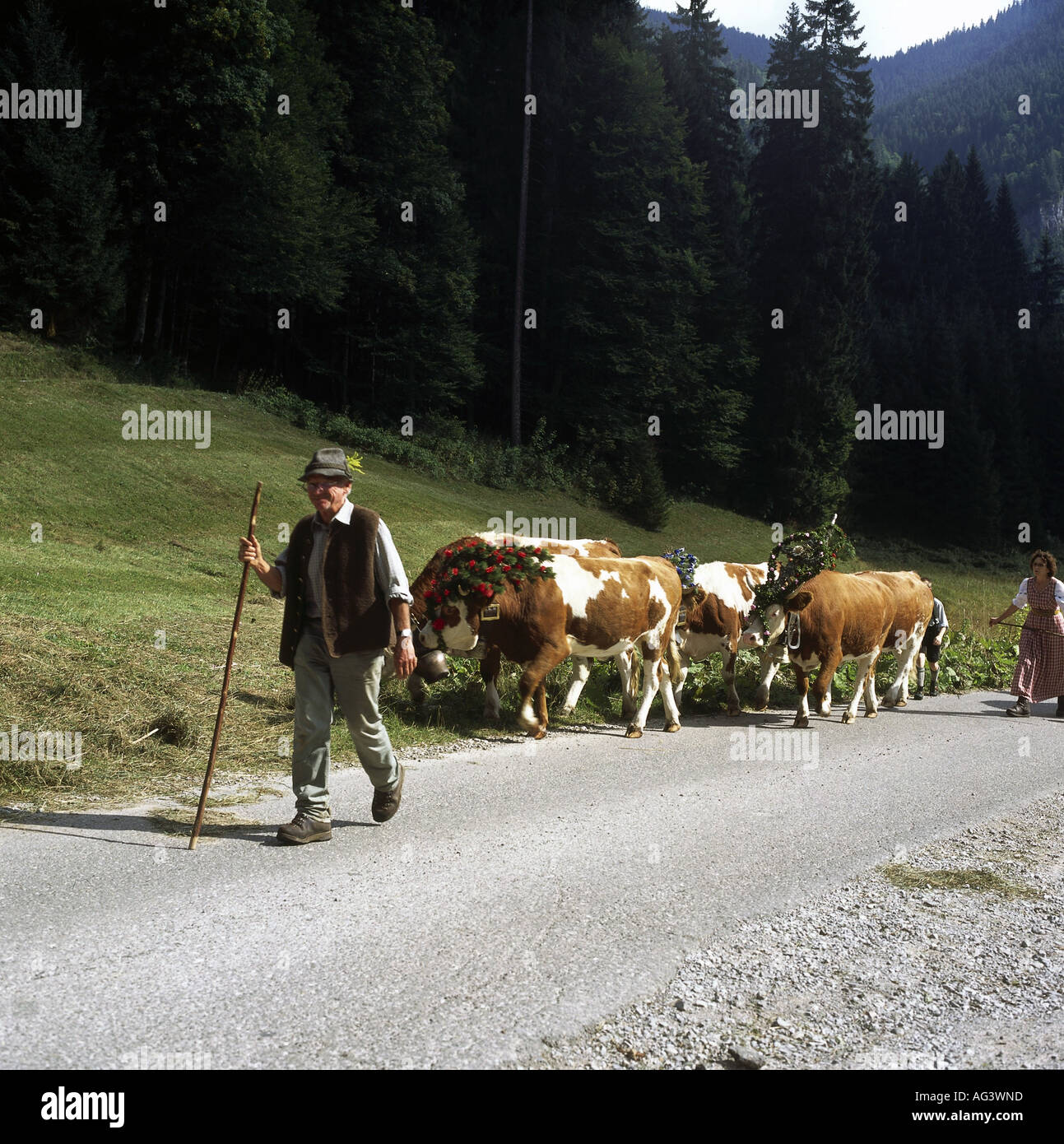 tradition/folklore, cattle drive down from the alp, Additional-Rights ...