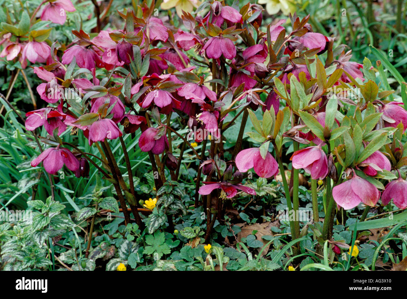 Helleborus orientalis hybrid Red Stock Photo - Alamy